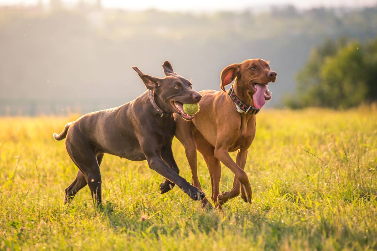 9 Of the Best Dogs to Go Running With - Fitter Habits